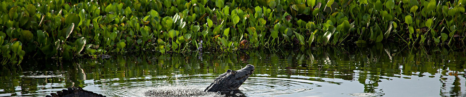 Programa Ecos - Sesc